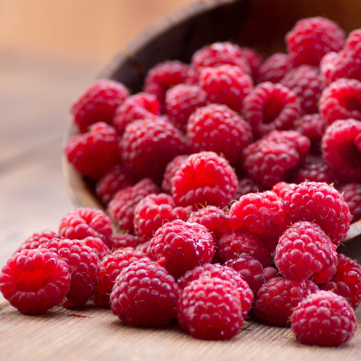 Raspberry Fragrance Oil – The Candle Loft